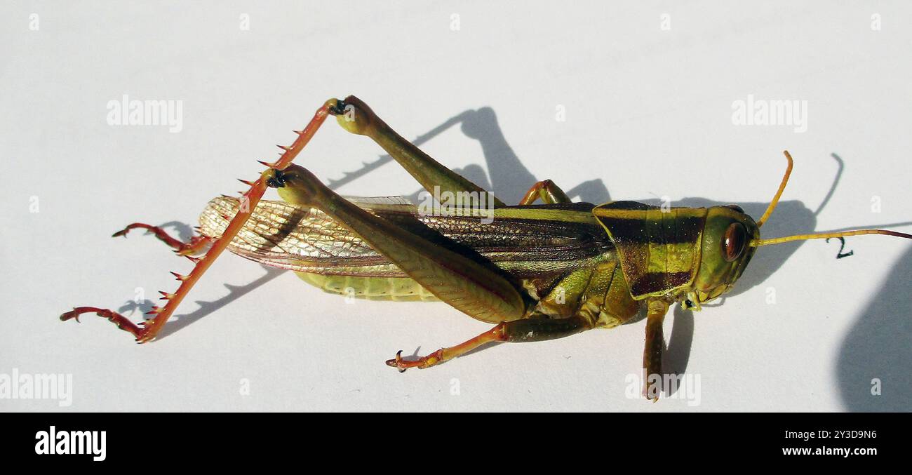 Green tree locust (Cyrtacanthacris aeruginosa) Insecta Stock Photo - Alamy