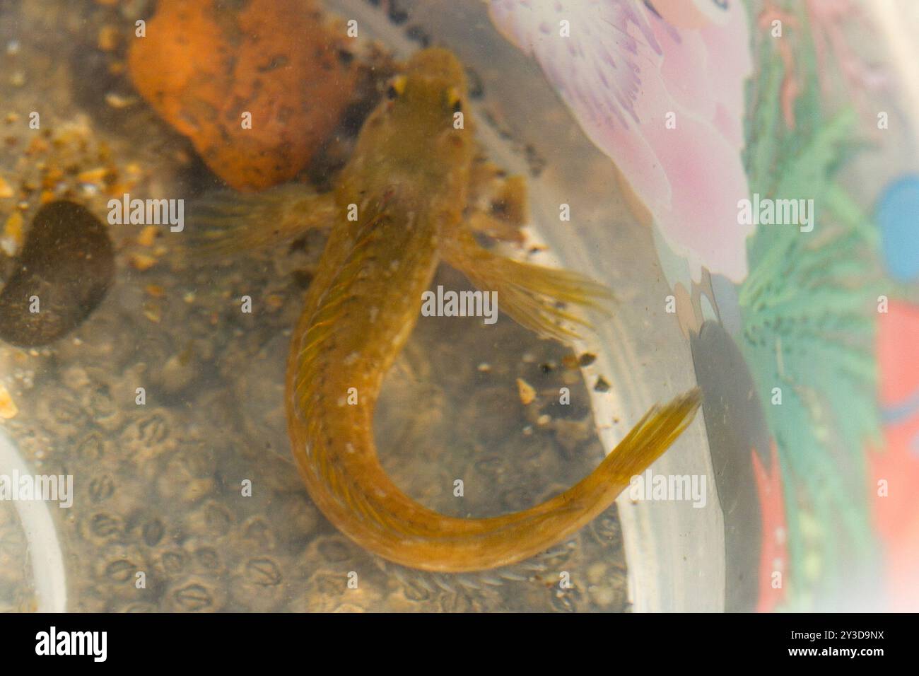 Shanny (Lipophrys pholis) Actinopterygii Stock Photo - Alamy