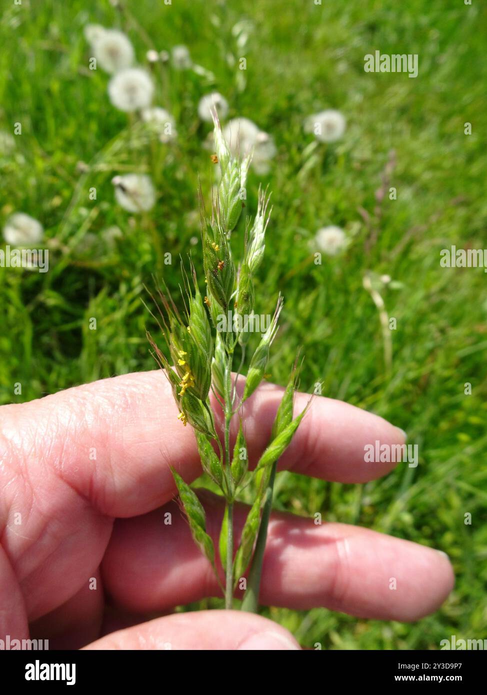 common soft brome (Bromus hordeaceus) Plantae Stock Photo - Alamy