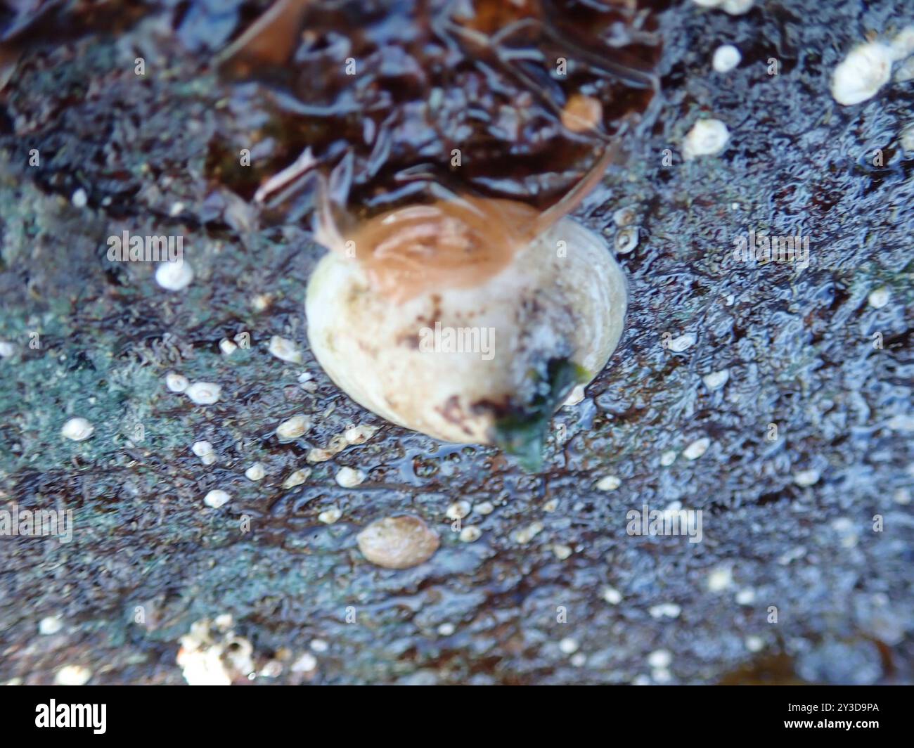 Whitecap Limpet (Acmaea mitra) Mollusca Stock Photo - Alamy