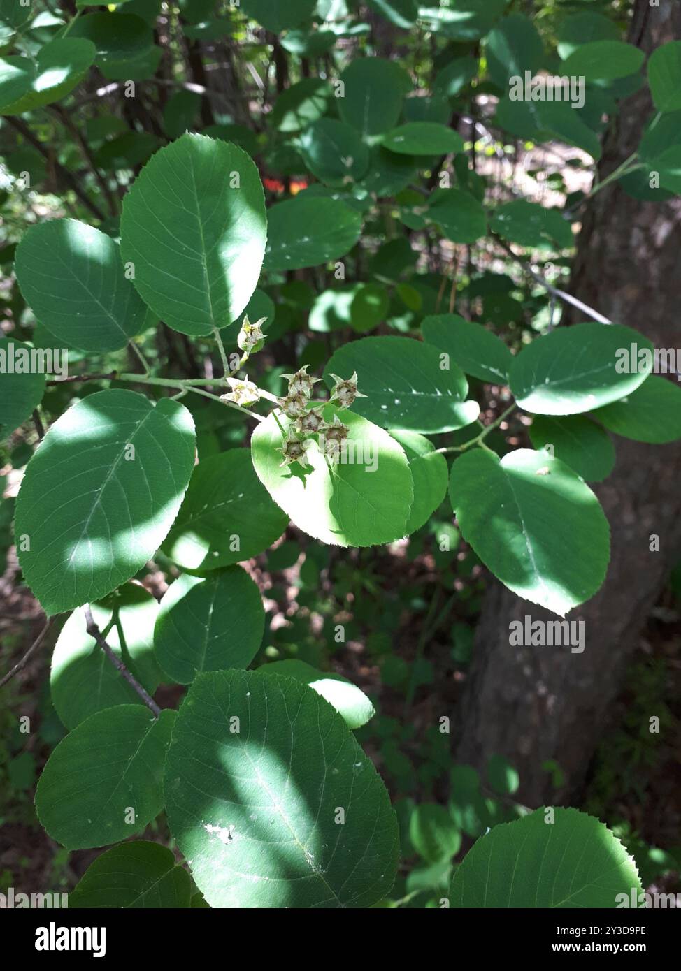 Dwarf Serviceberry (Amelanchier × spicata) Plantae Stock Photo - Alamy