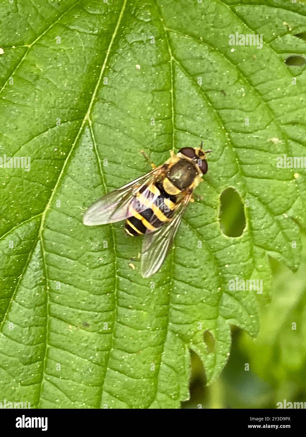 Common Flower Flies (Syrphus) Insecta Stock Photo - Alamy