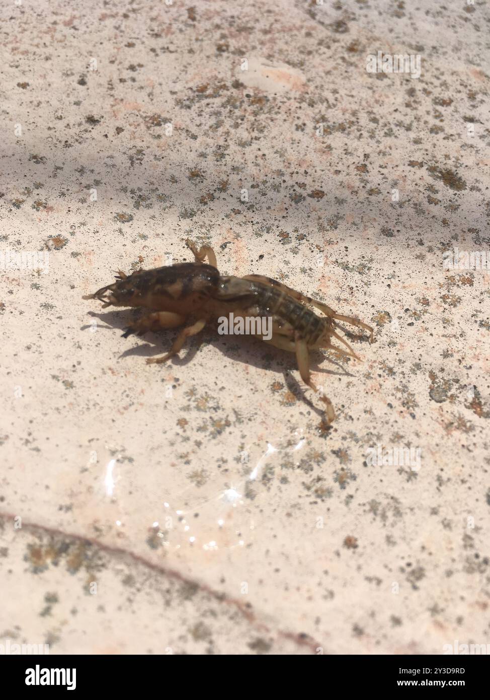 Lesser Short-winged Mole Cricket (Neoscapteriscus abbreviatus) Insecta ...