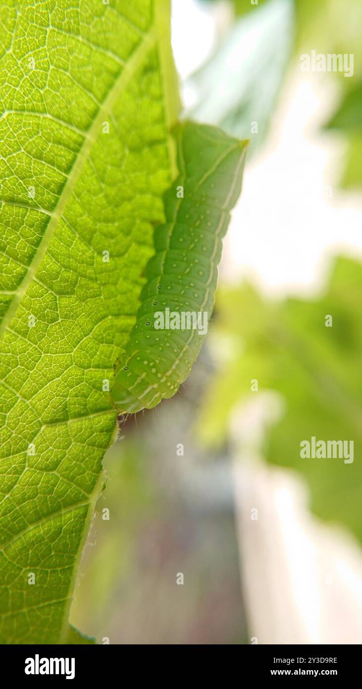 Eurasian Copper Underwing (Amphipyra pyramidea) Insecta Stock Photo - Alamy