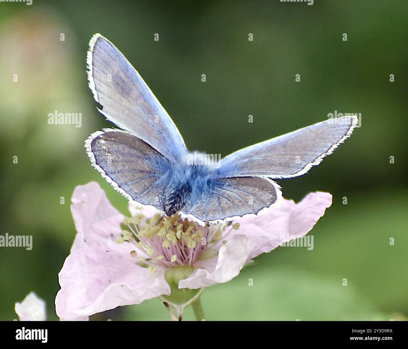 Gossamer-winged Butterflies (Lycaenidae) Insecta Stock Photo - Alamy
