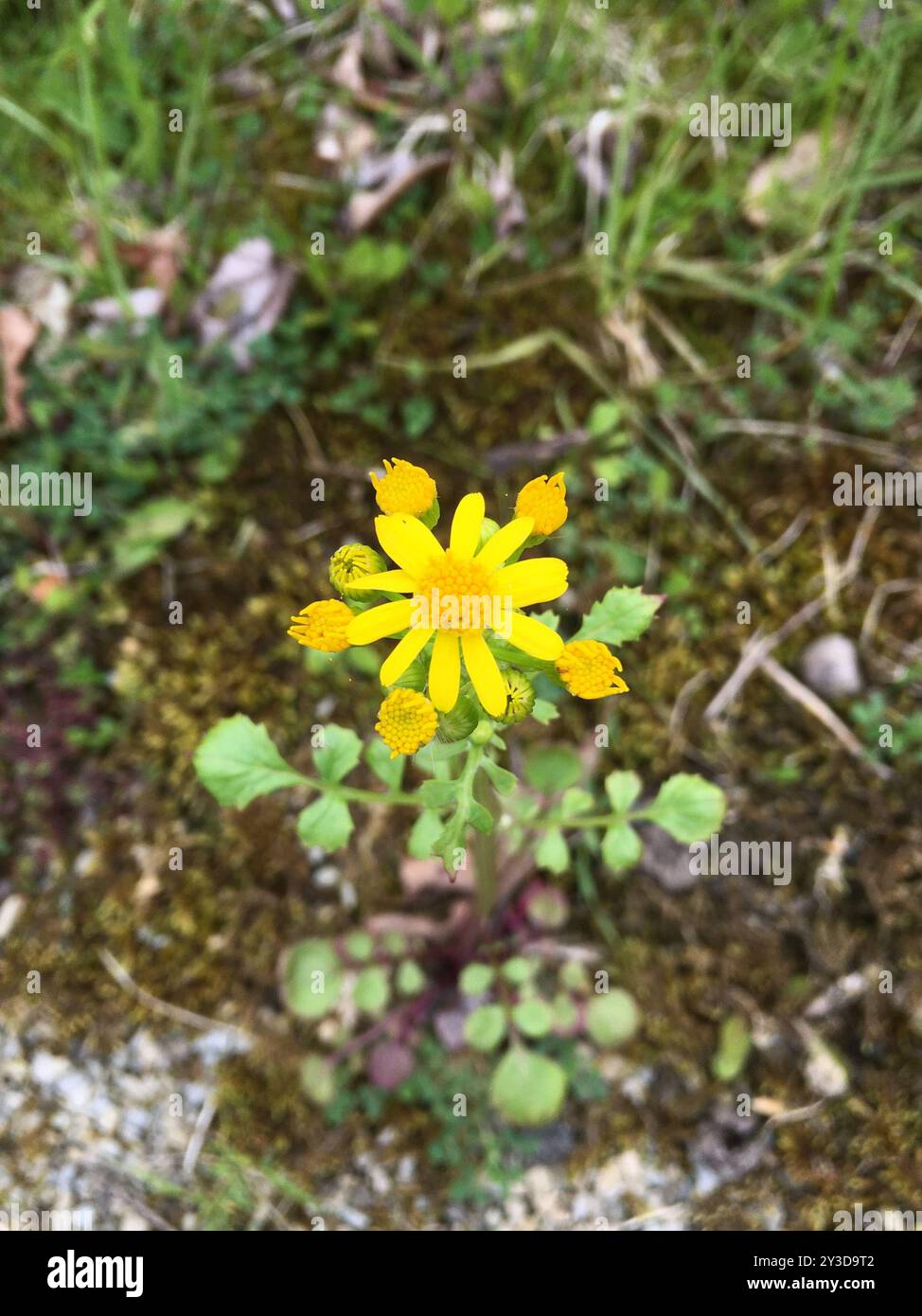 Butterweed (Packera glabella) Plantae Stock Photo - Alamy