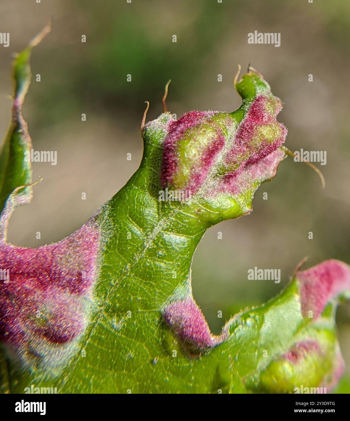 Trinema hi-res stock photography and images - Alamy