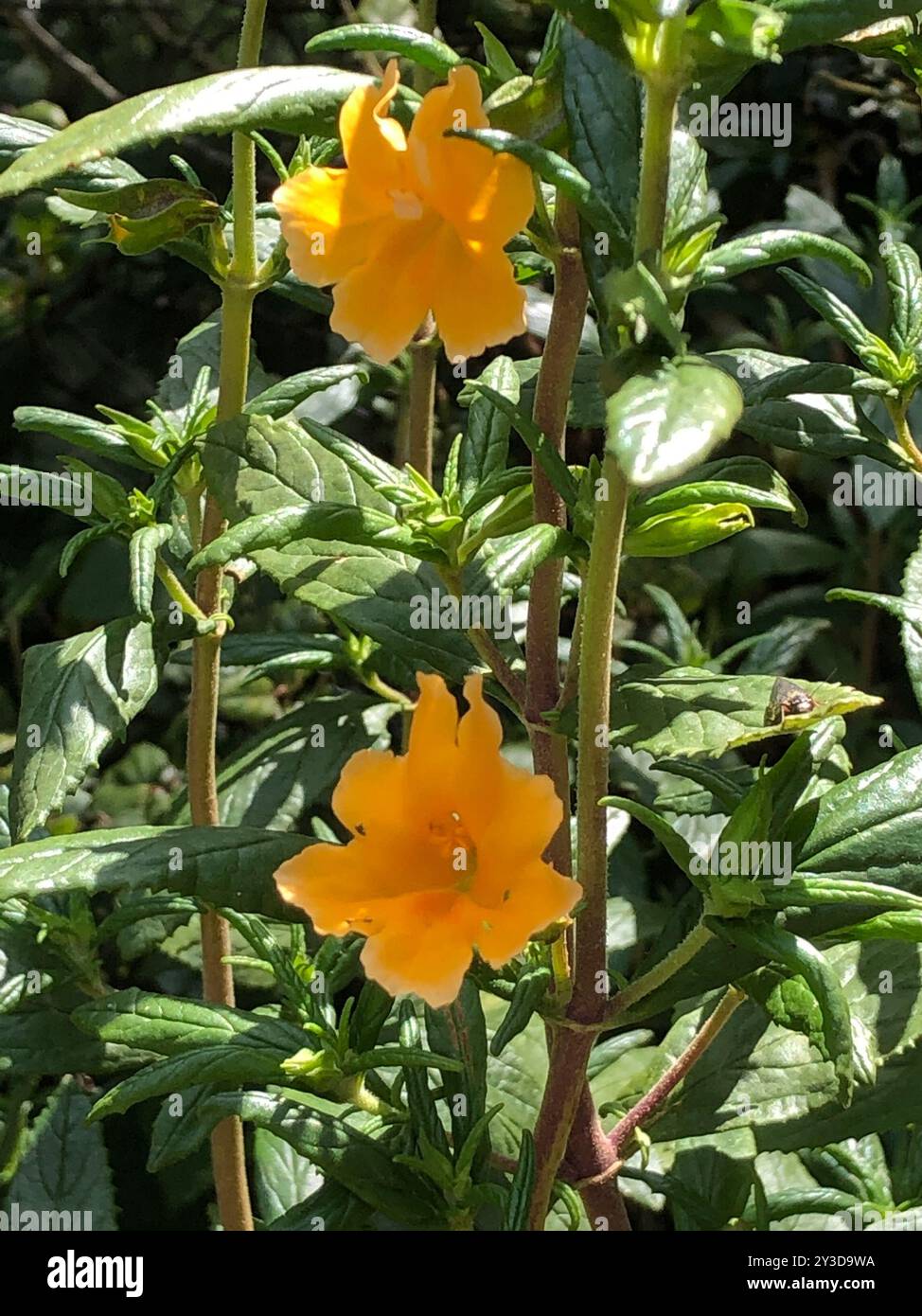 orange bush monkeyflower (Diplacus aurantiacus) Plantae Stock Photo - Alamy