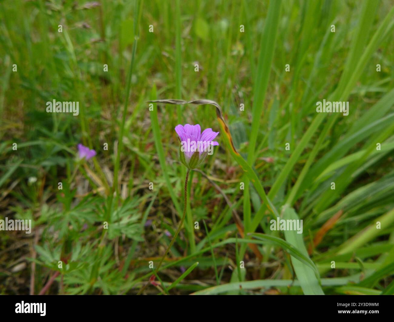 Long-stalked Crane's-bill (Geranium columbinum) Plantae Stock Photo - Alamy