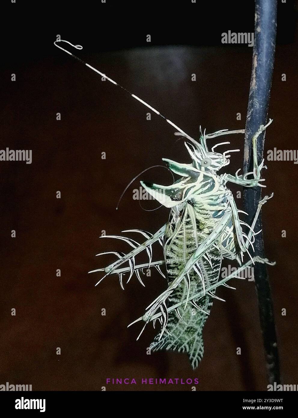 (Markia arizae) Insecta Stock Photo - Alamy