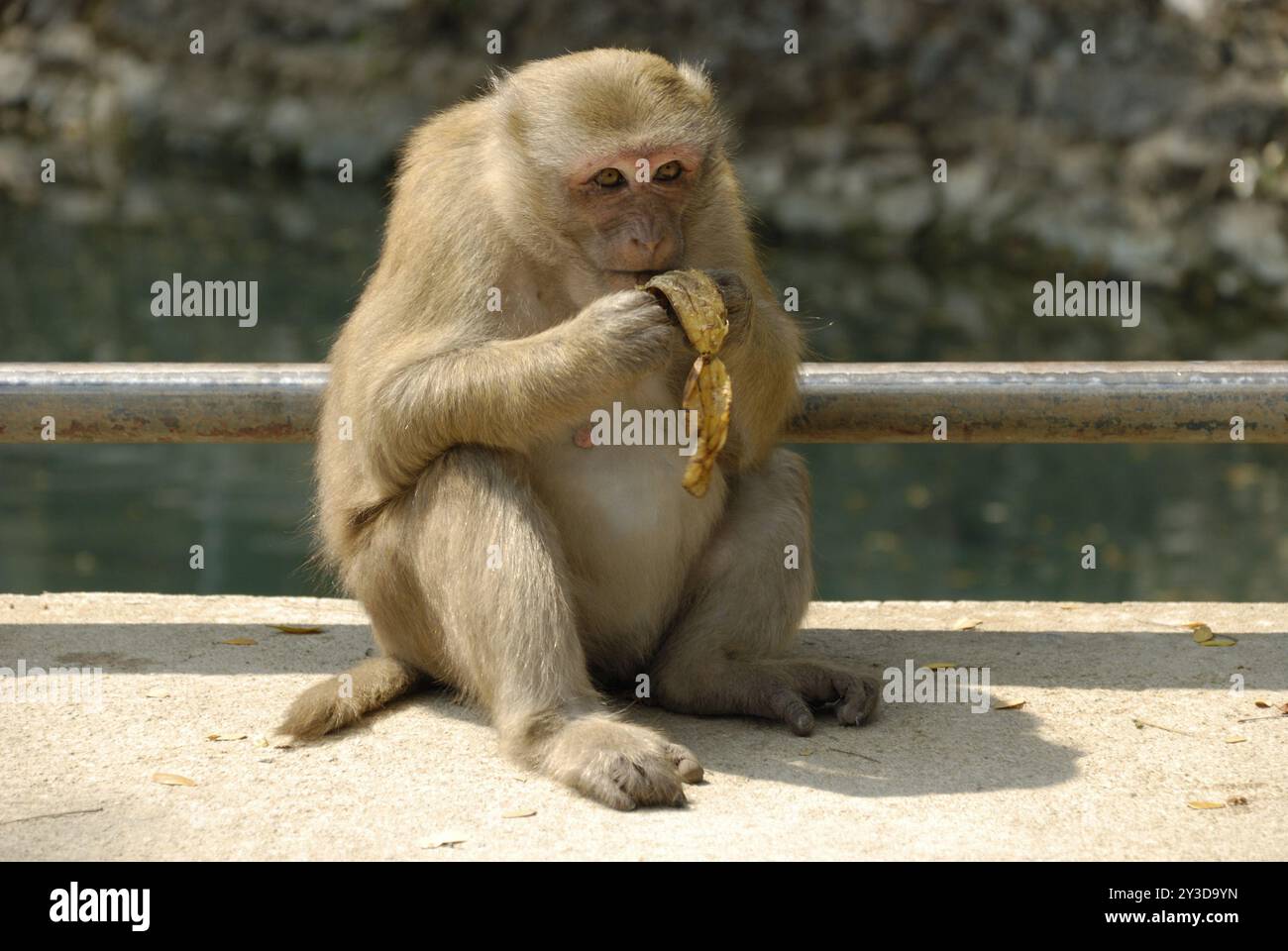 Rhesus monkey, monkey cave, Thailand, Asia Stock Photo - Alamy