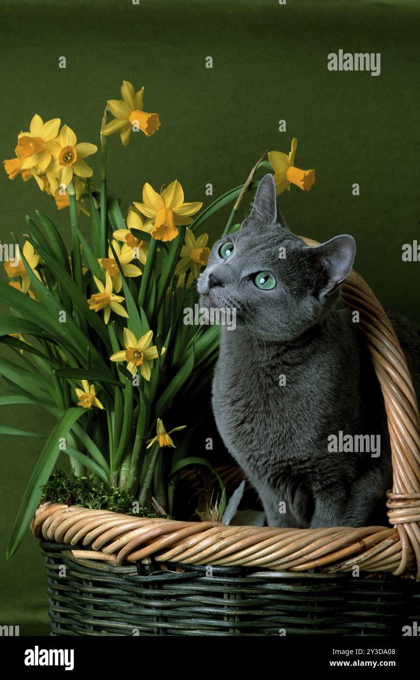 Russian blue cat Stock Photo - Alamy