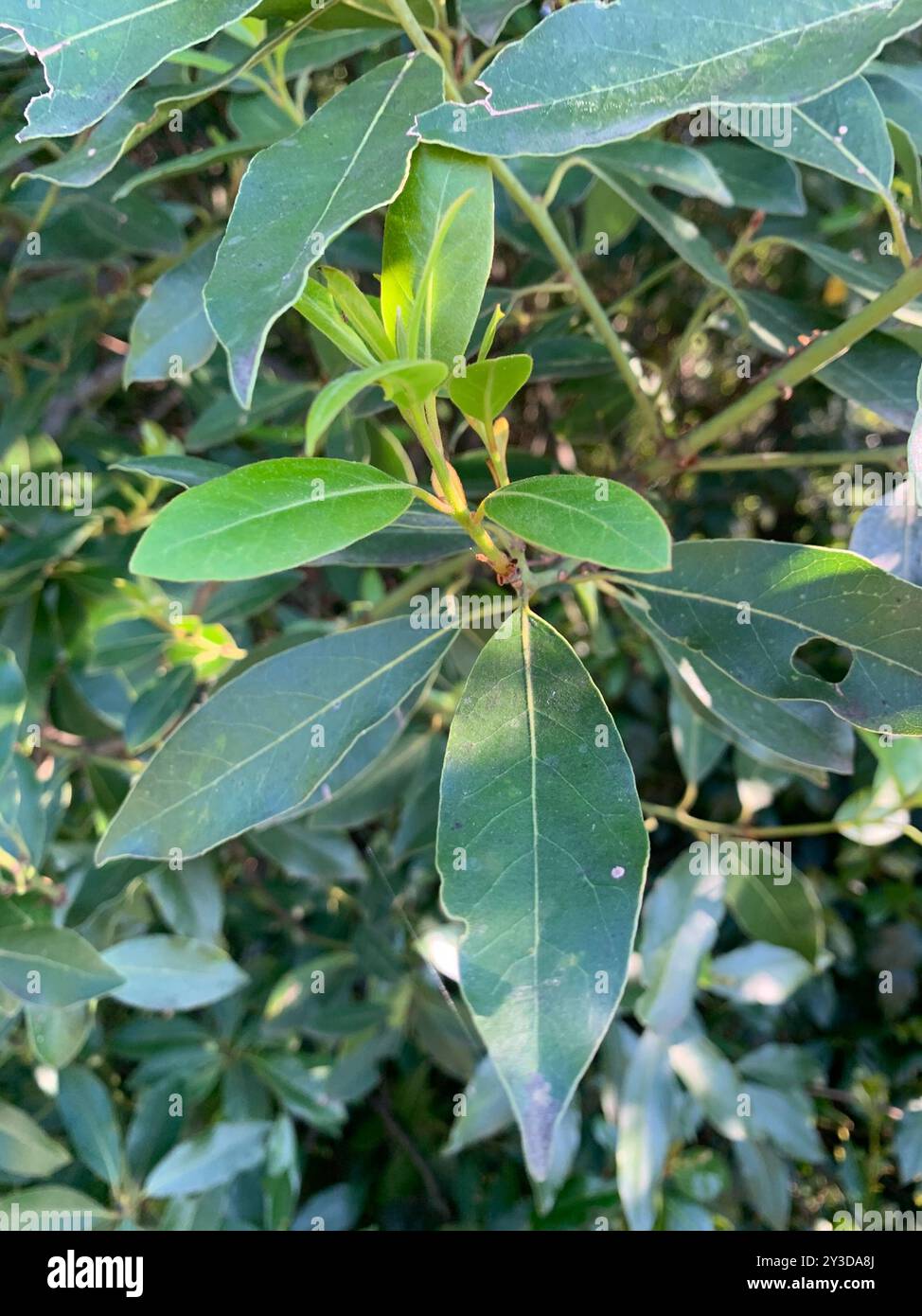 Bay laurel (Laurus nobilis) Plantae Stock Photo - Alamy