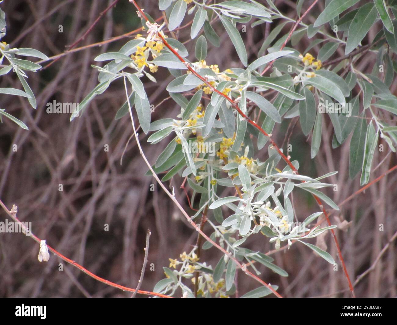 Russian olive (Elaeagnus angustifolia) Plantae Stock Photo - Alamy