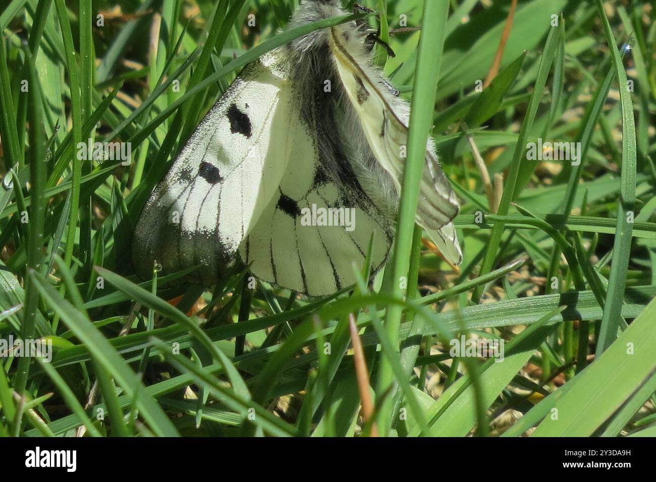 Clouded Apollo (Parnassius mnemosyne) Insecta Stock Photo - Alamy