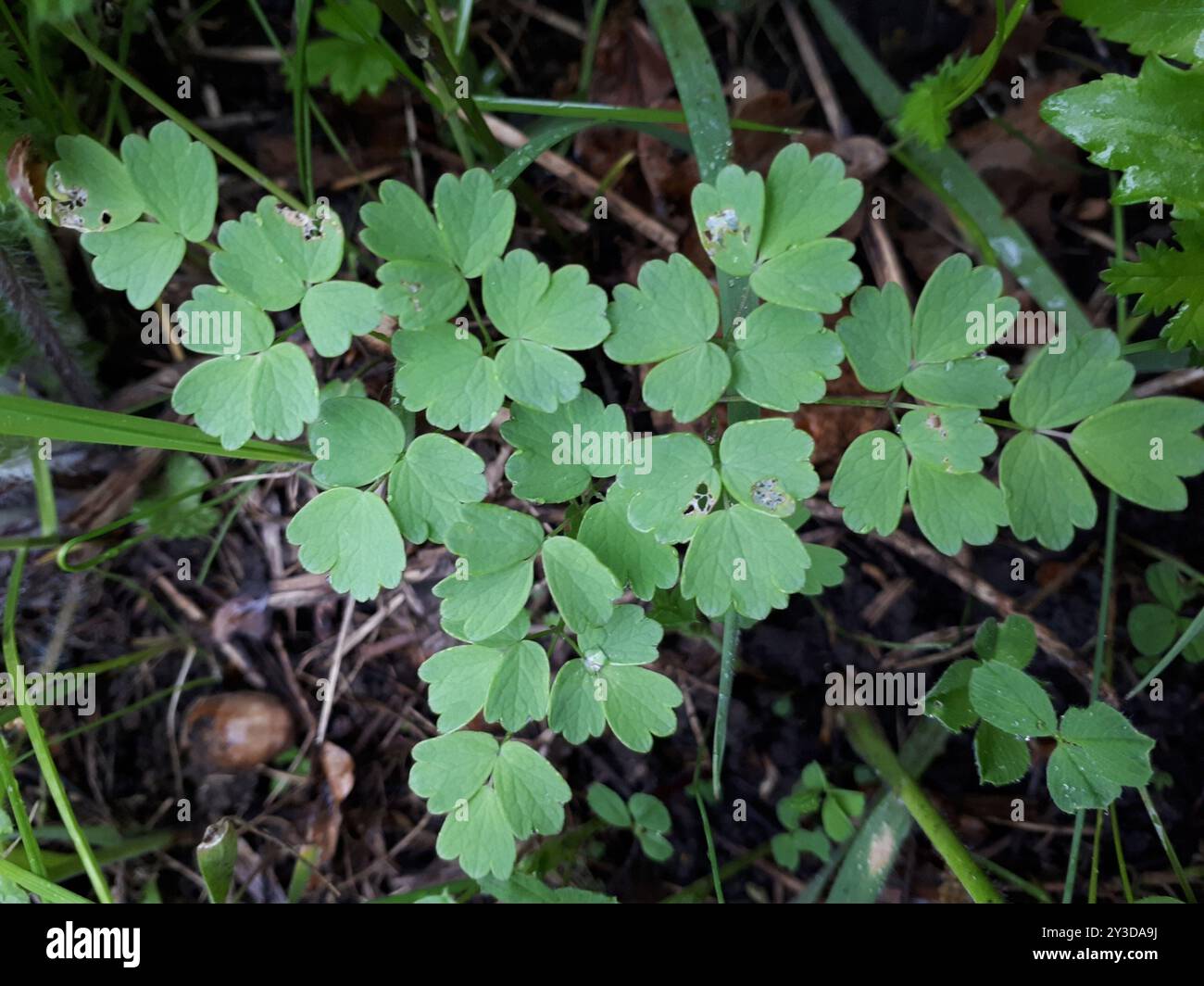 Lesser Meadow-rue (Thalictrum minus) Plantae Stock Photo - Alamy
