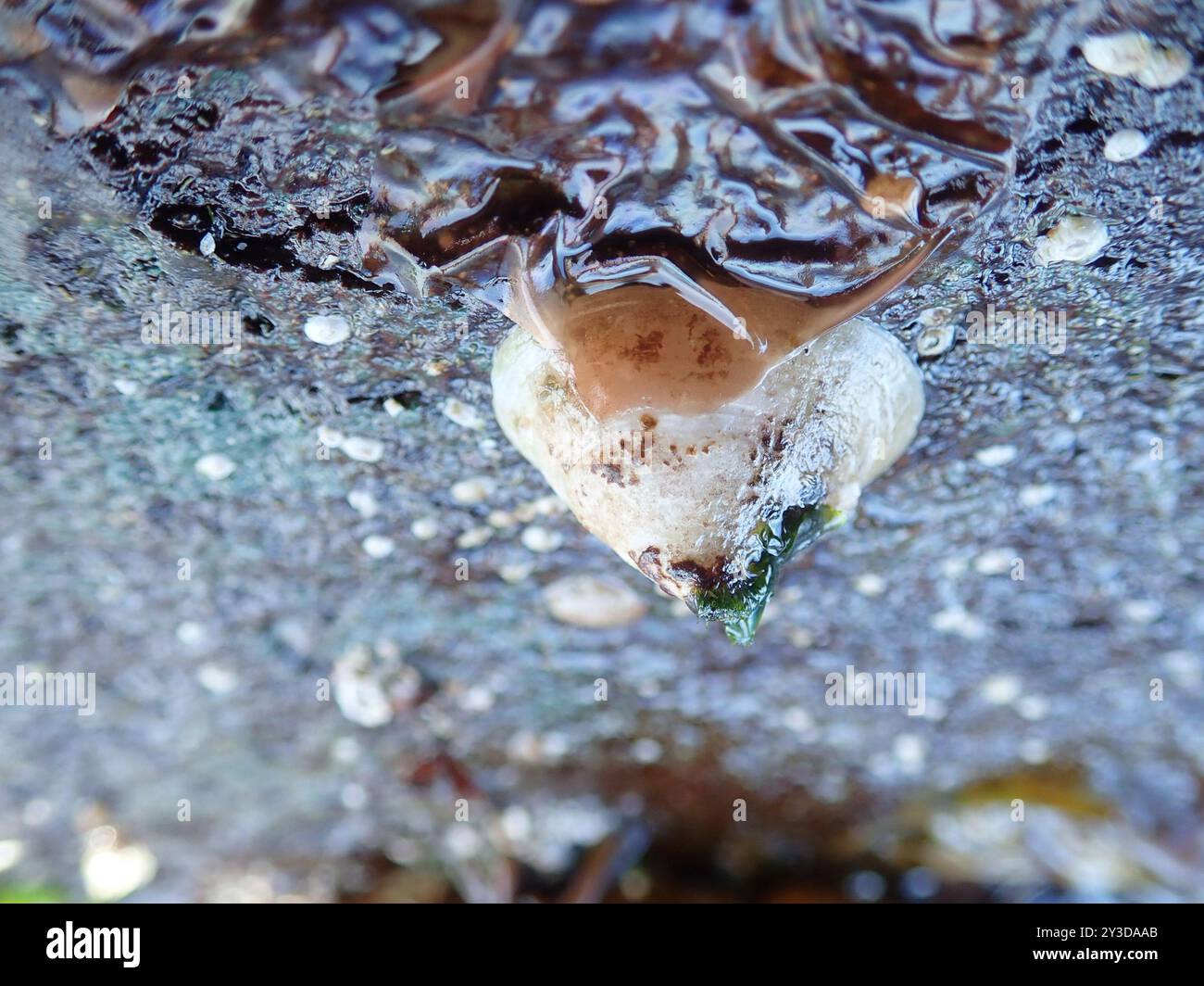 Whitecap Limpet (Acmaea mitra) Mollusca Stock Photo - Alamy