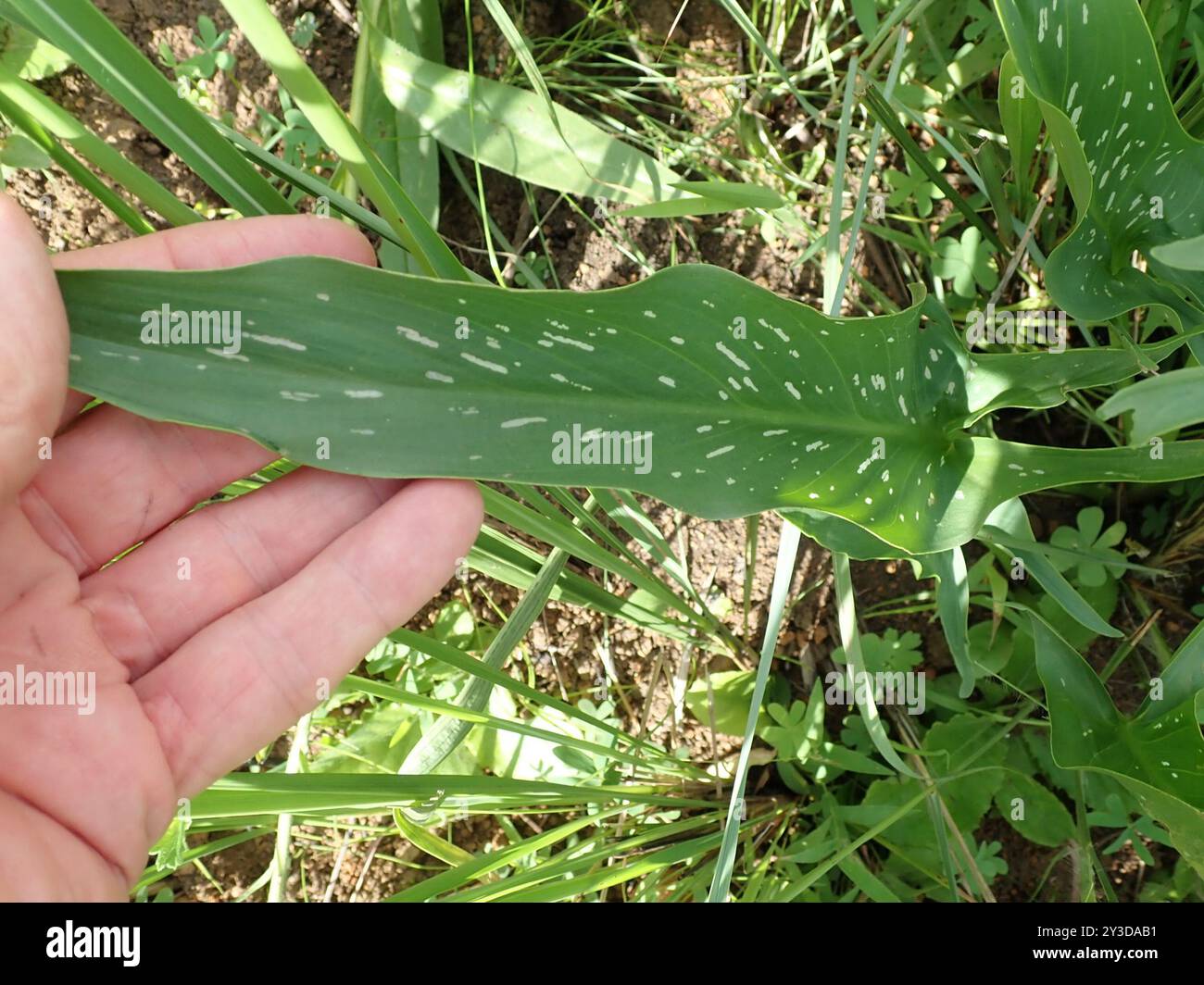 Spotted Calla Lily (Zantedeschia albomaculata) Plantae Stock Photo - Alamy