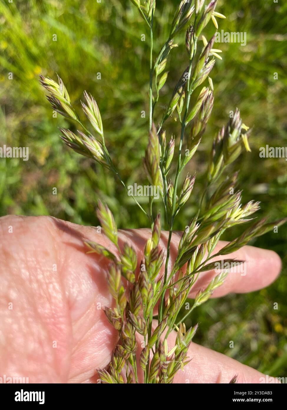 tall fescue (Lolium arundinaceum) Plantae Stock Photo - Alamy