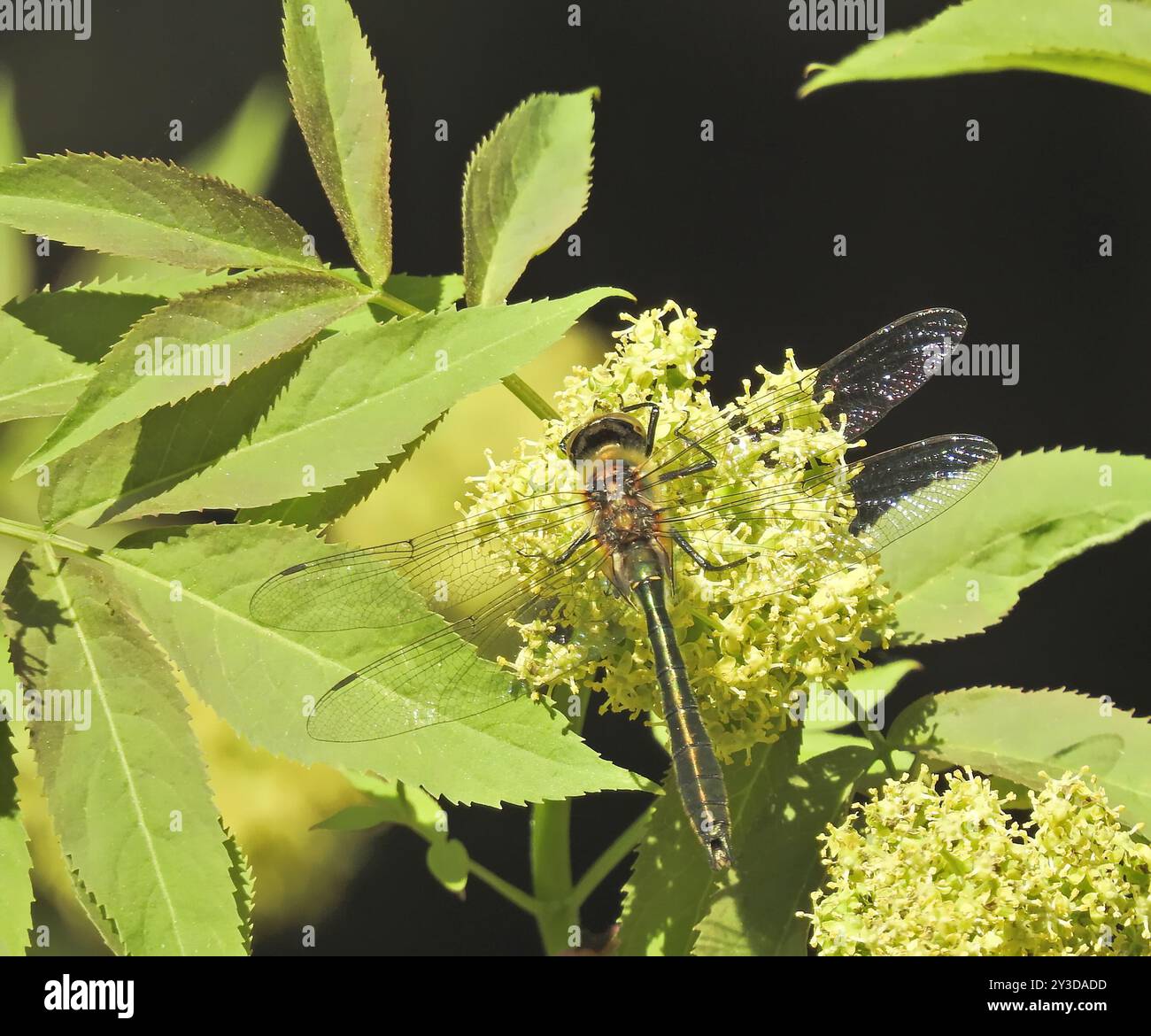 Downy Emerald (Cordulia aenea) Insecta Stock Photo - Alamy