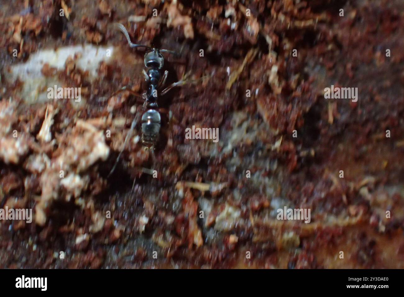 Asian Needle Ant (Brachyponera chinensis) Insecta Stock Photo - Alamy