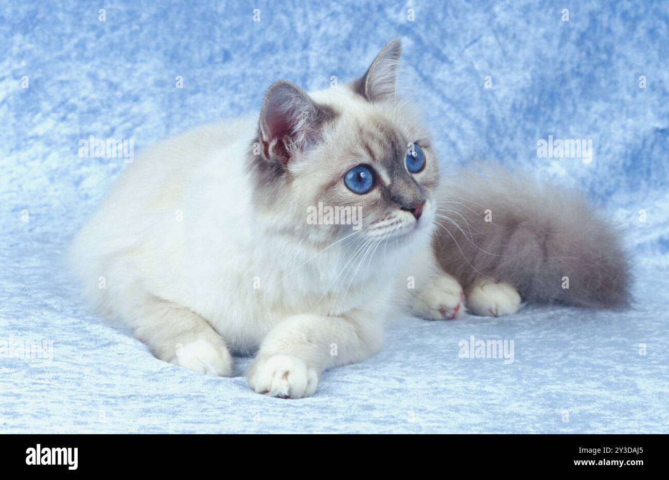 Birman cat female blue-tabby-point blue markings 2 years old Stock ...