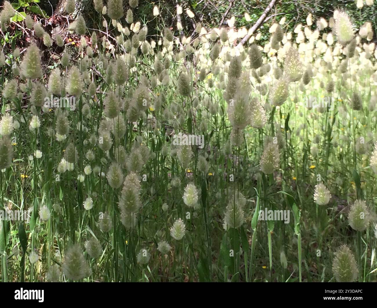 Hare's Tail Grass (Lagurus ovatus) Plantae Stock Photo - Alamy