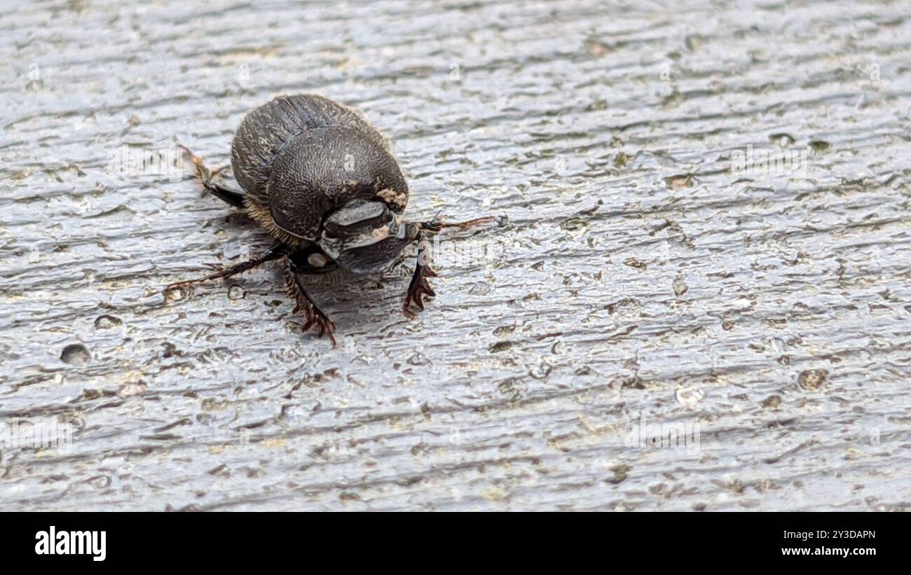 Dung Beetles (Scarabaeinae) Insecta Stock Photo - Alamy