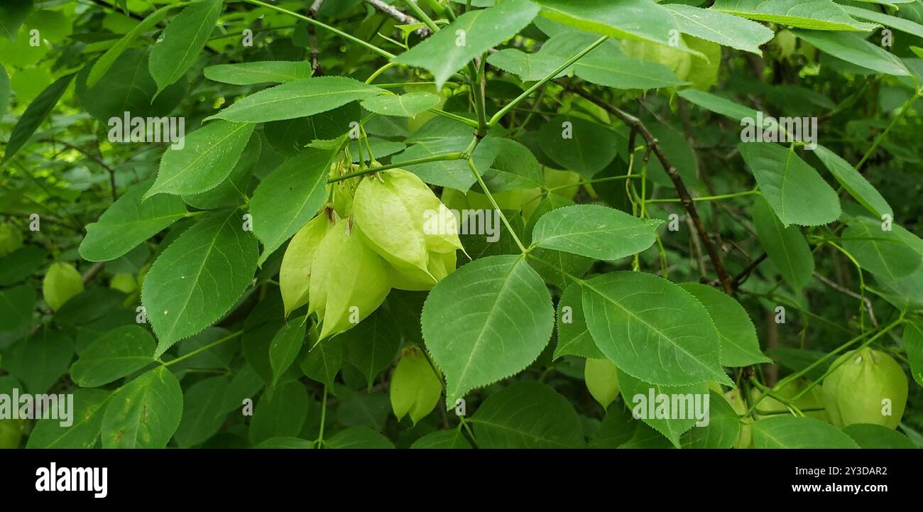 American bladdernut (Staphylea trifolia) Plantae Stock Photo - Alamy