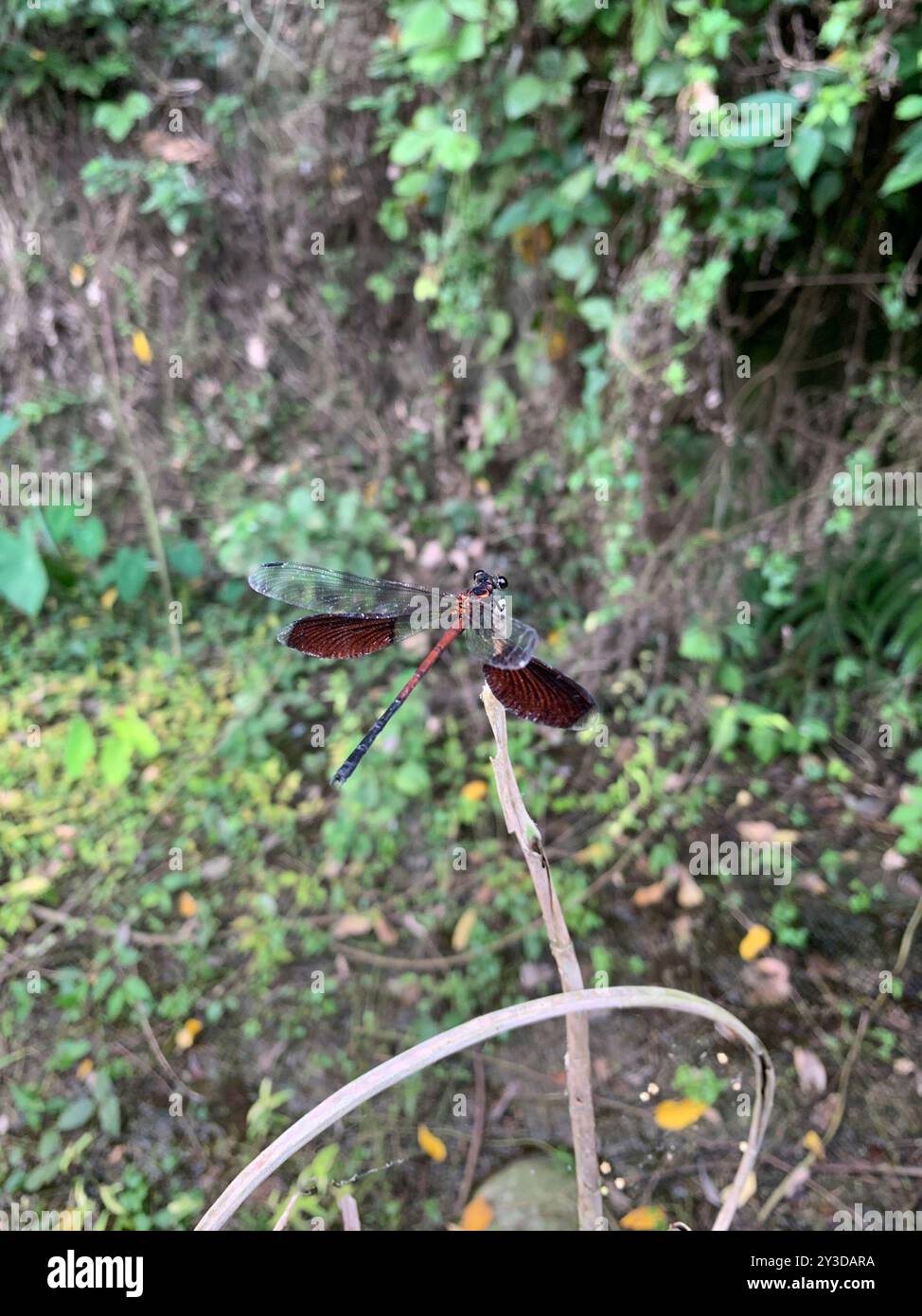 Formosan Damselfly (Euphaea formosa) Insecta Stock Photo - Alamy
