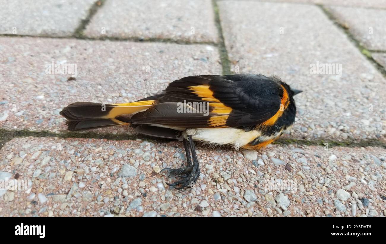 American Redstart (Setophaga ruticilla) Aves Stock Photo - Alamy