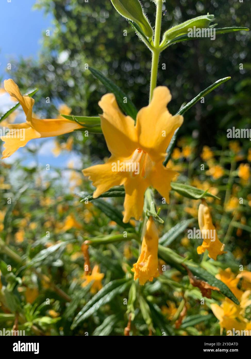 southern bush monkeyflower (Diplacus longiflorus) Plantae Stock Photo ...