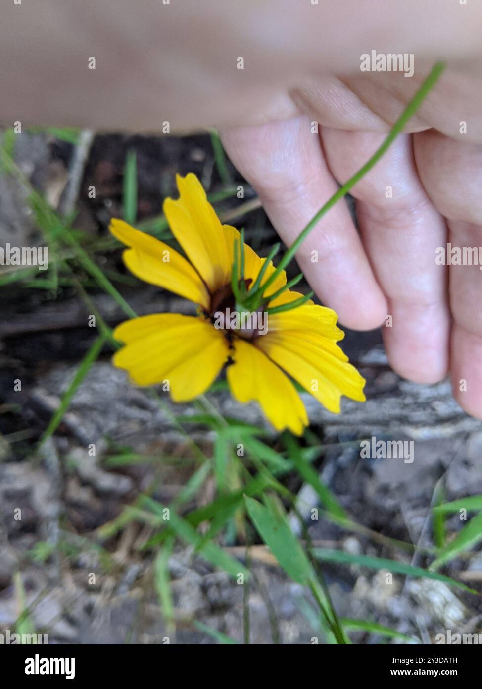 Golden Wave Tickseed (Coreopsis basalis) Plantae Stock Photo - Alamy