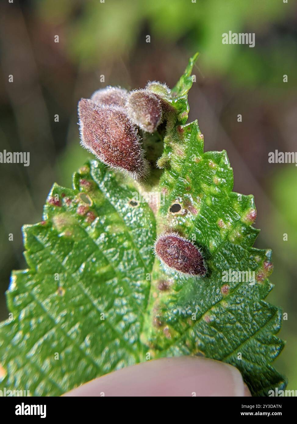 Rice Root Aphid (Tetraneura akinire) Insecta Stock Photo - Alamy