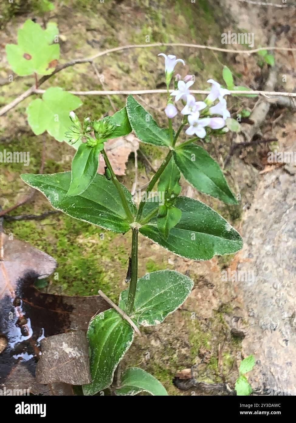 summer bluet (Houstonia purpurea) Plantae Stock Photo - Alamy