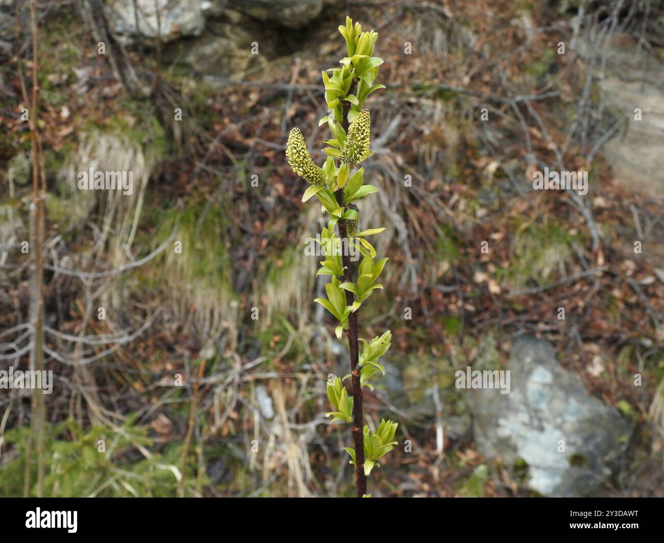Willows (Salix) Plantae Stock Photo - Alamy