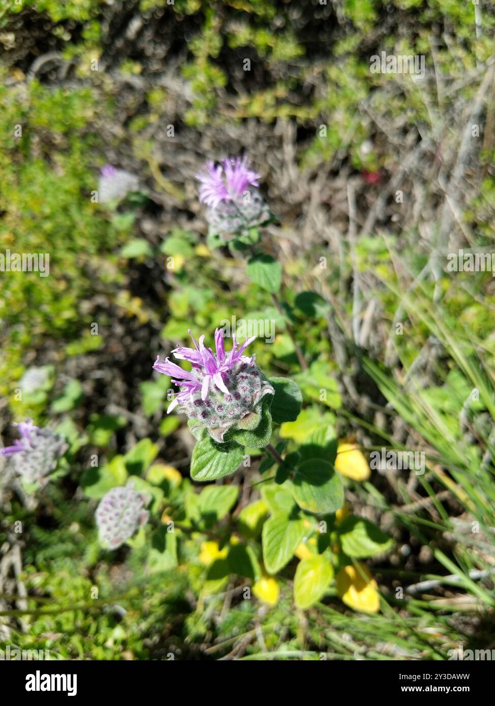 Coyote Mint (Monardella villosa) Plantae Stock Photo - Alamy