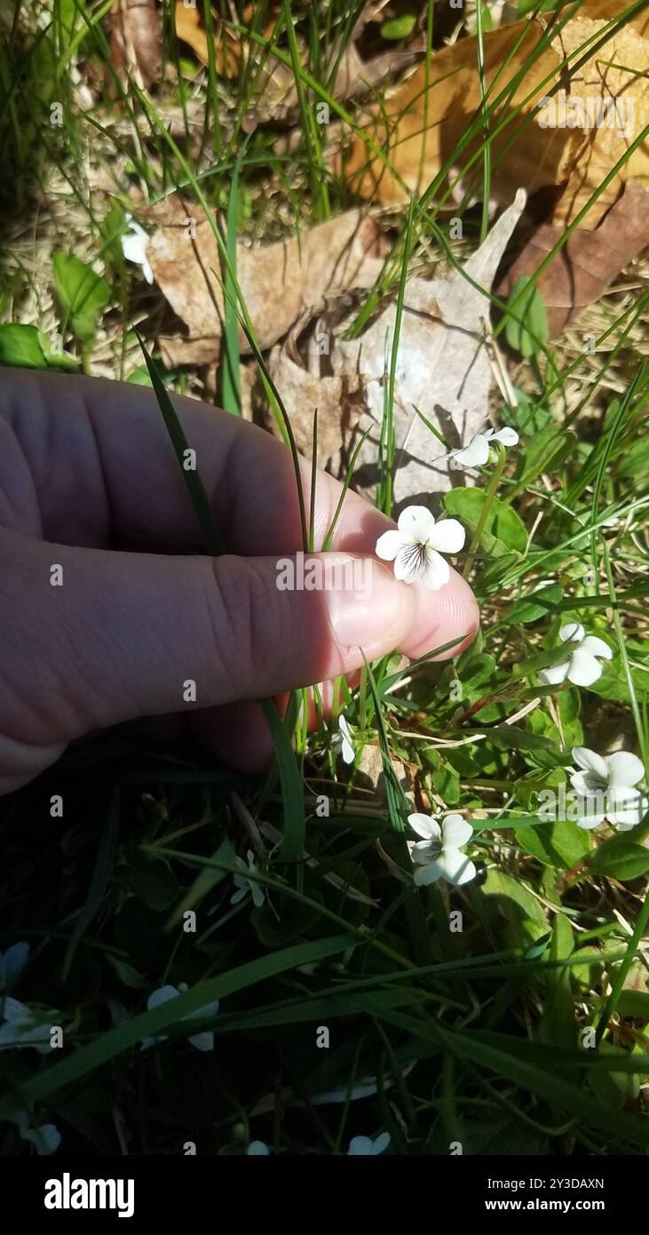 northern white violet (Viola minuscula) Plantae Stock Photo - Alamy