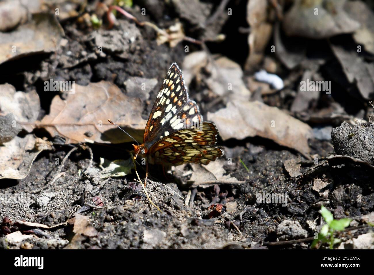 Northern Checkerspot (Chlosyne palla) Insecta Stock Photo - Alamy