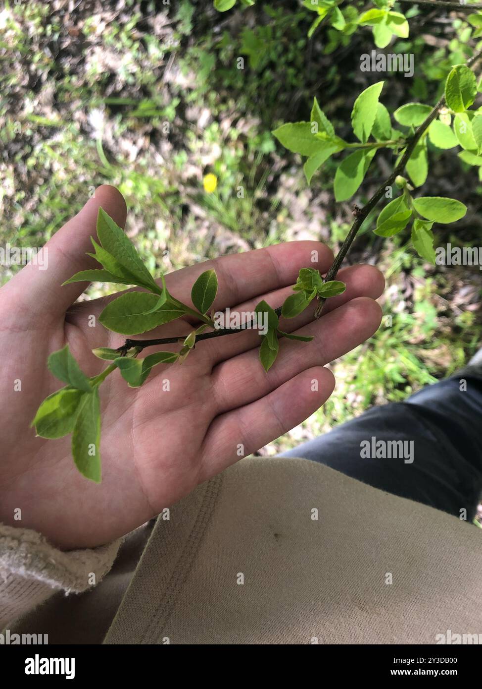northern spicebush (Lindera benzoin) Plantae Stock Photo - Alamy