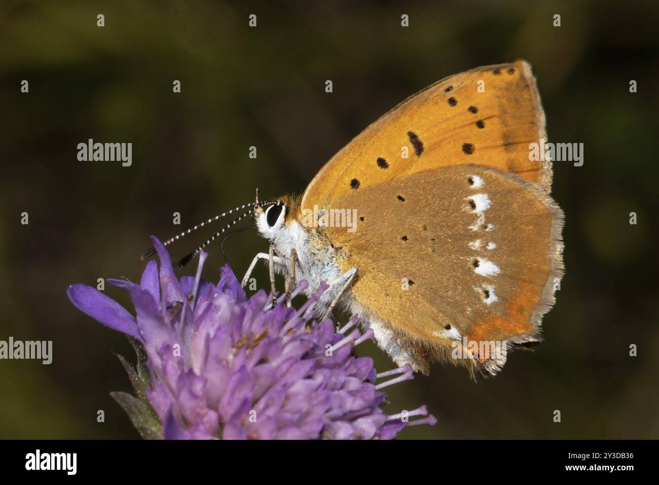 Scarce Copper female butterfly with closed wings sitting on violet ...