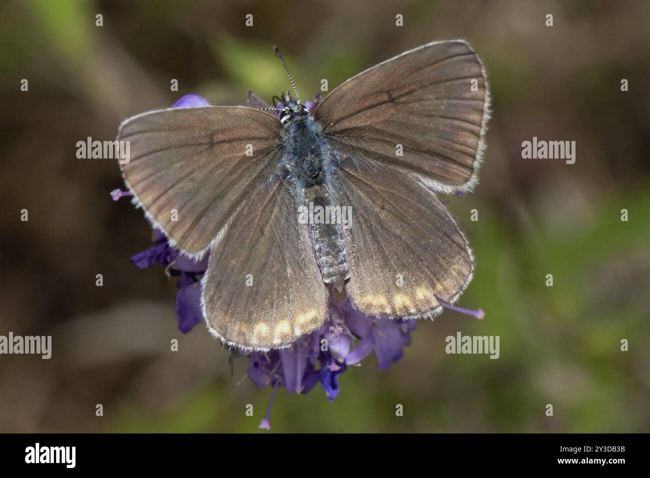 Purple-shot copper butterfly with open wings sitting on a purple flower ...