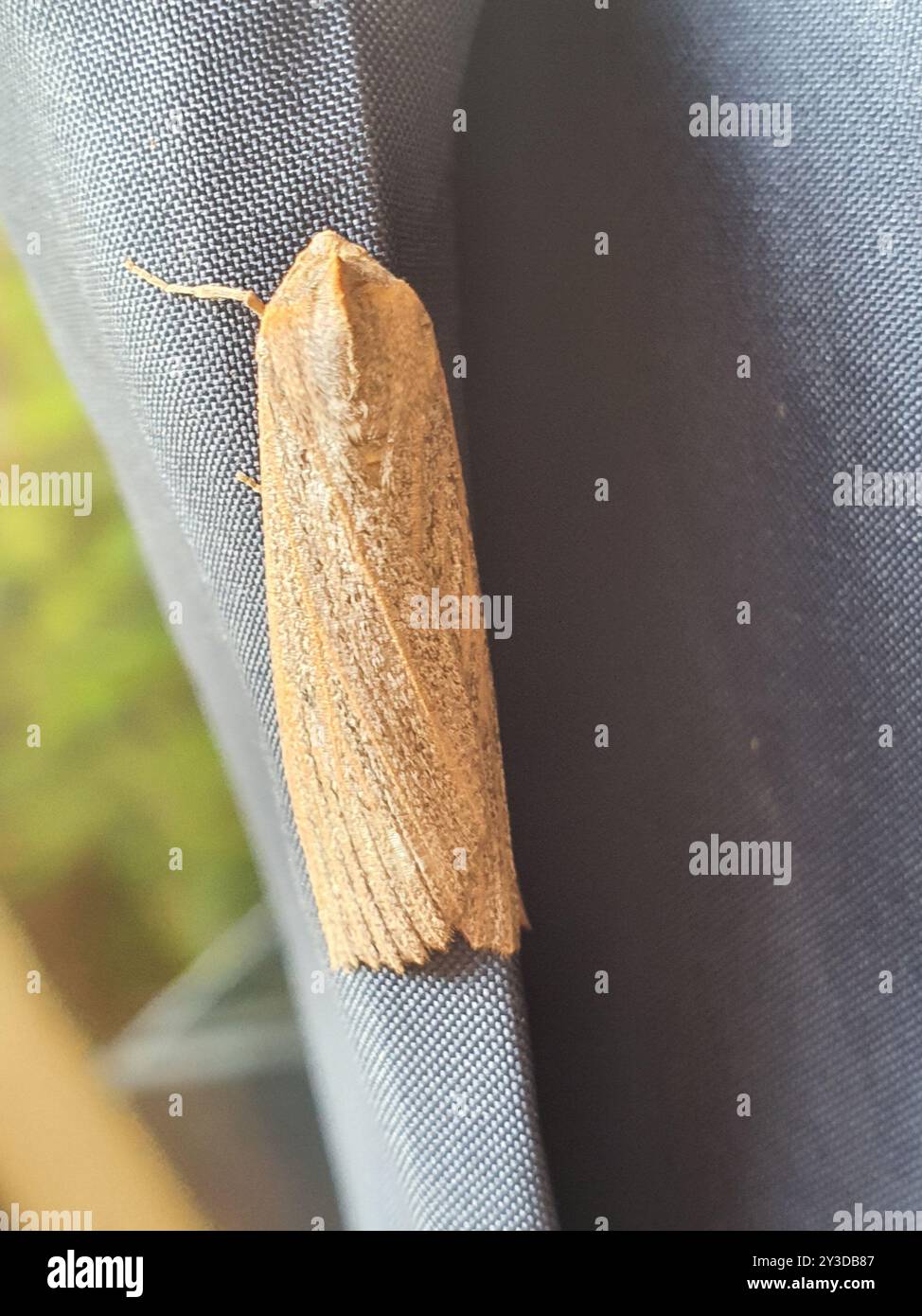 Chestnut-veined Crest-moth (Paralaea porphyrinaria) Insecta Stock Photo ...
