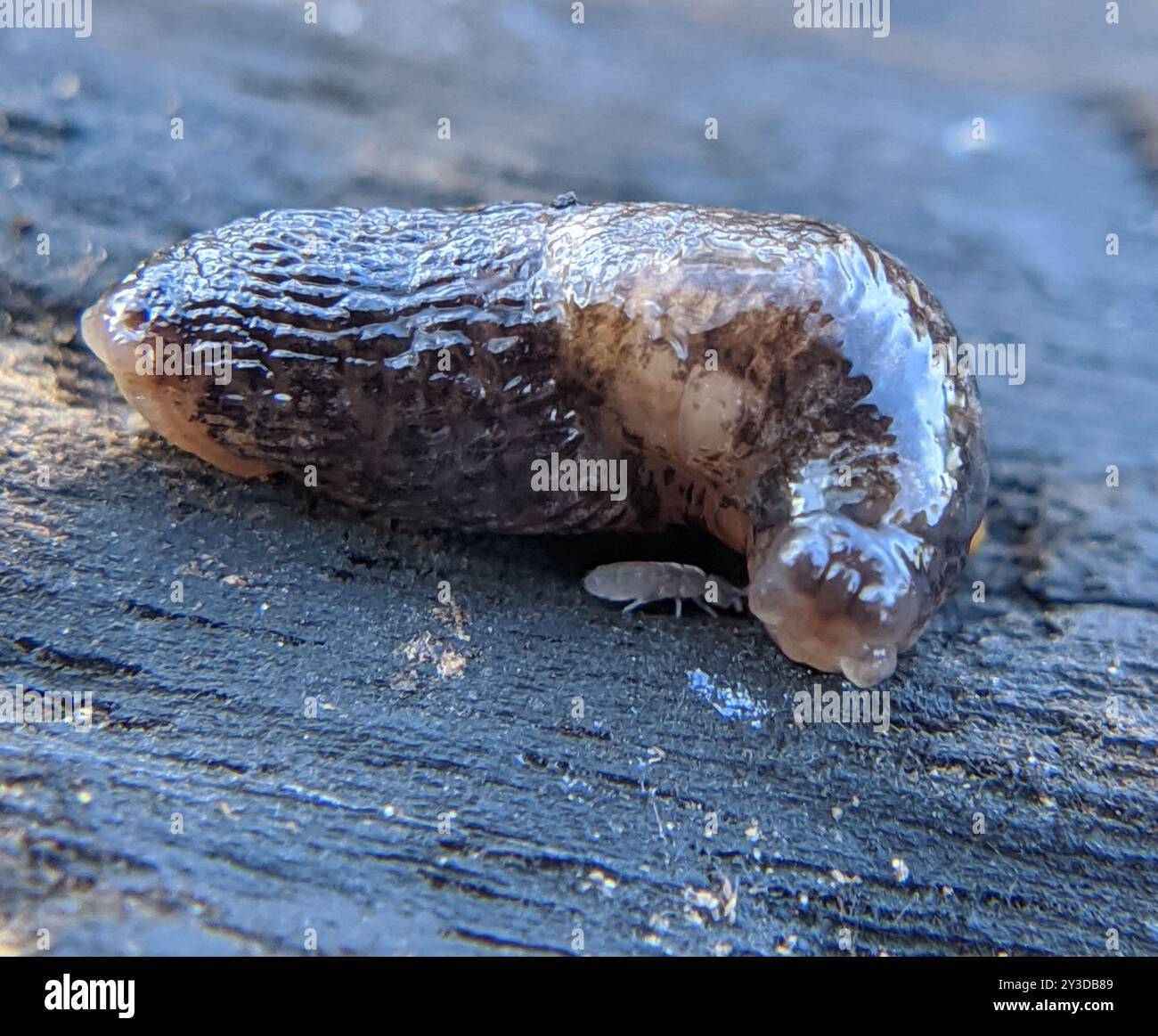 Milky Slug (Deroceras reticulatum) Mollusca Stock Photo - Alamy