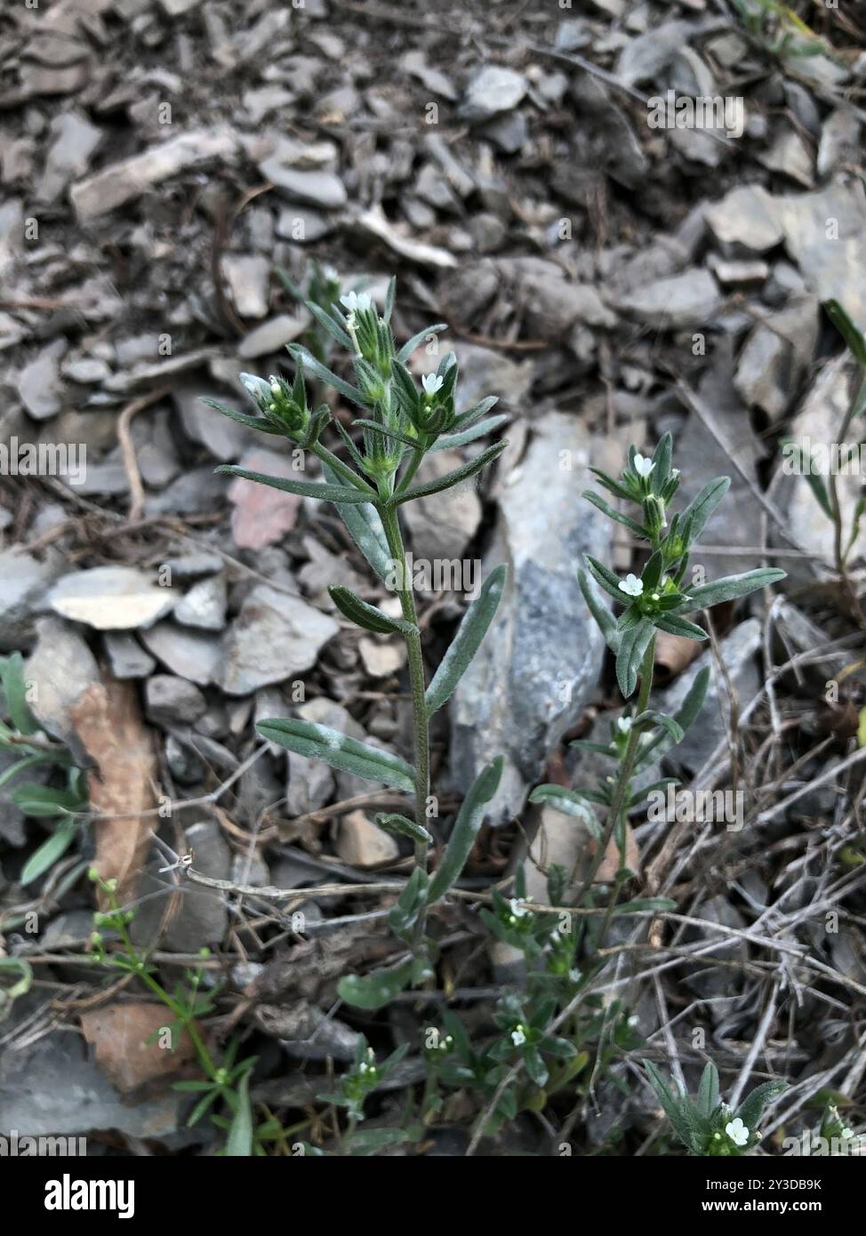 corn gromwell (Buglossoides arvensis) Plantae Stock Photo - Alamy
