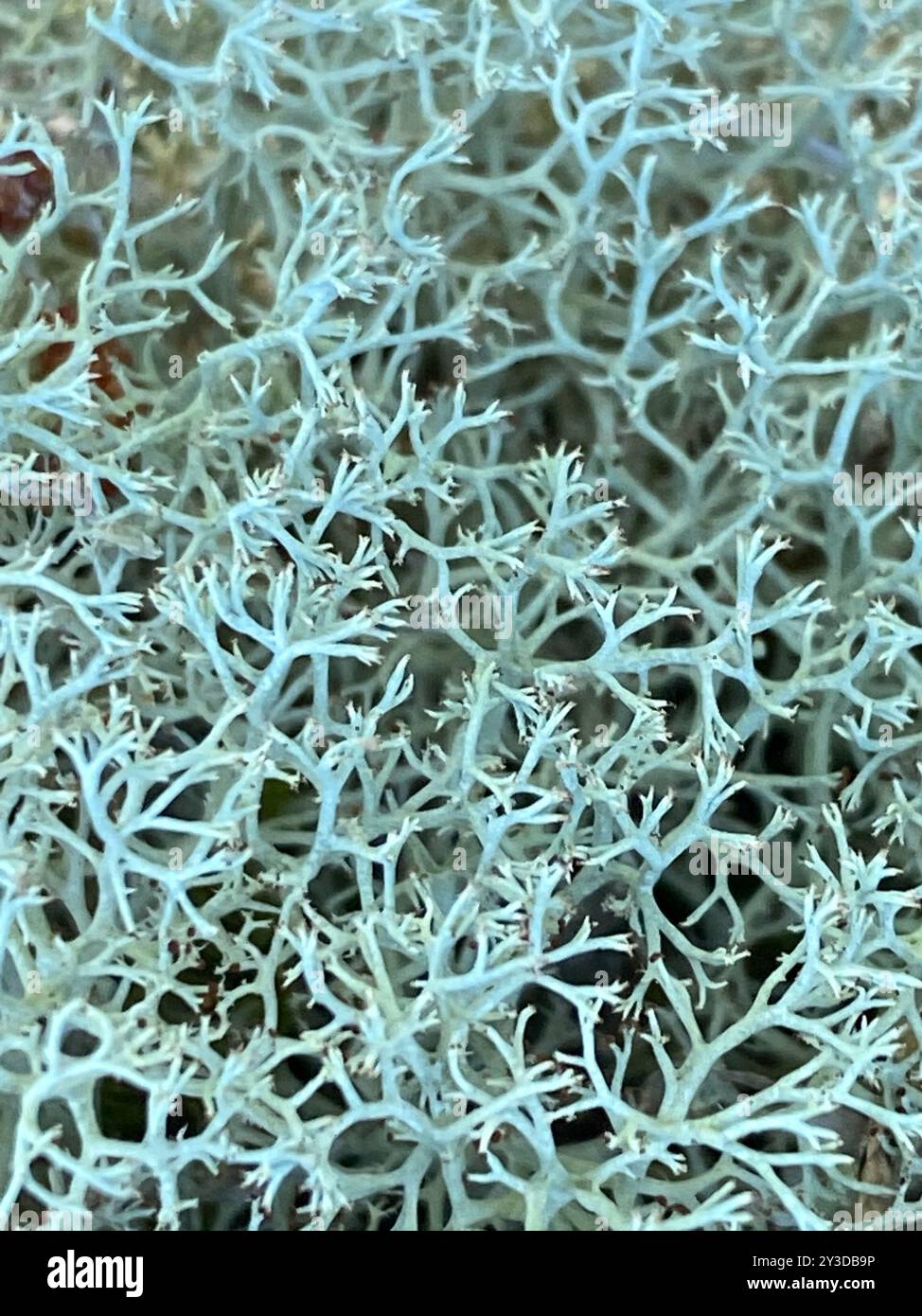 Dixie Reindeer Lichen (Cladonia subtenuis) Fungi Stock Photo - Alamy