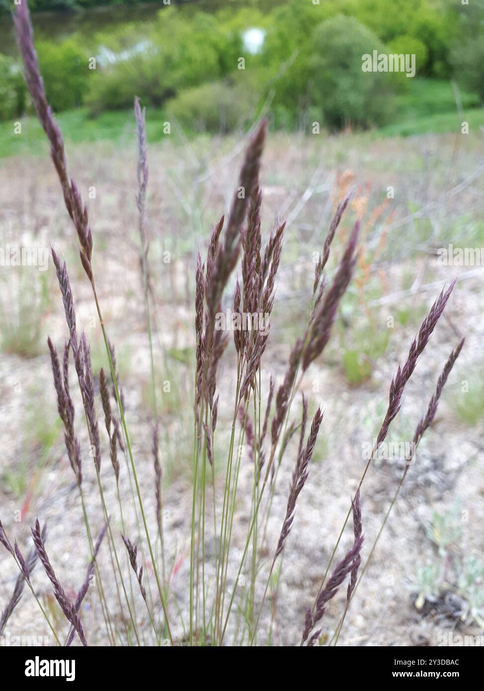 tufted hair grass (Deschampsia cespitosa) Plantae Stock Photo - Alamy