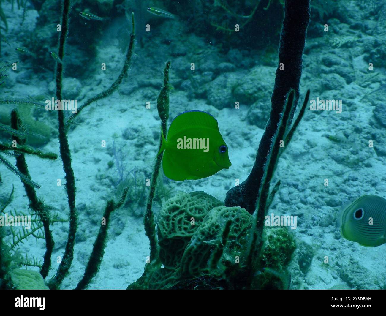 Atlantic Blue Tang (Acanthurus coeruleus) Actinopterygii Stock Photo ...