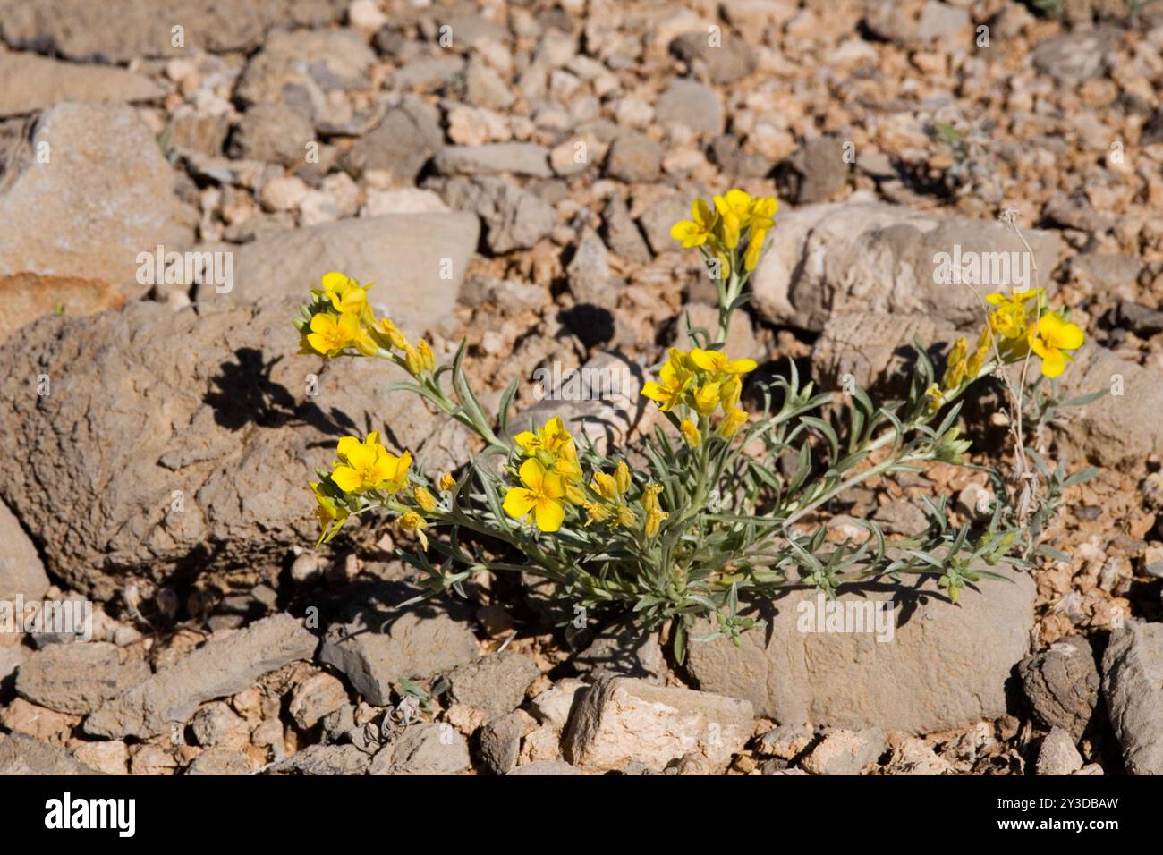 Fendler's bladderpod (Physaria fendleri) Plantae Stock Photo - Alamy