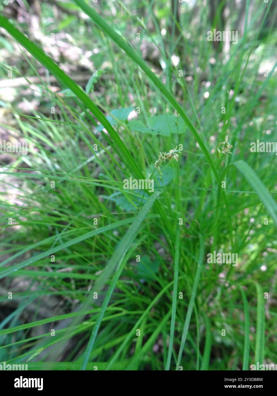 Remote Sedge (Carex remota) Plantae Stock Photo - Alamy